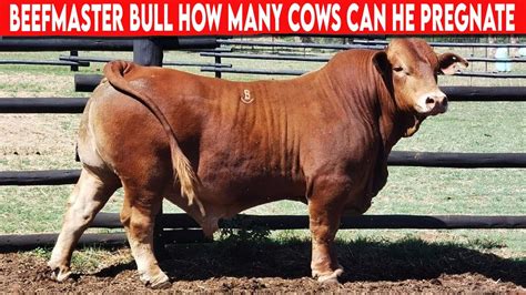 ⭕ beefmaster bull how many cows can he pregnate cattle breeds youtube