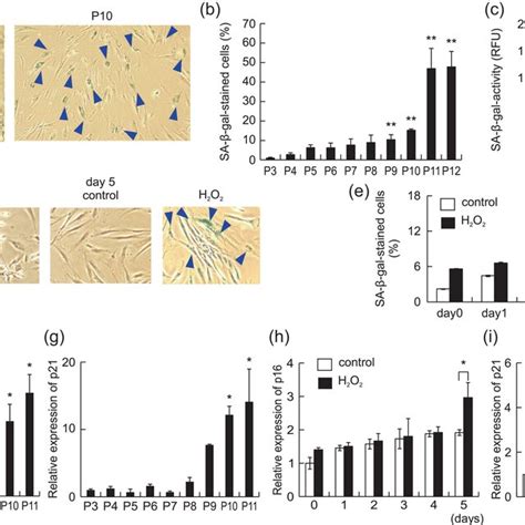 Analysis Of Cellular Senescence Of Human Gingival Fibroblasts Hgfs In Download Scientific