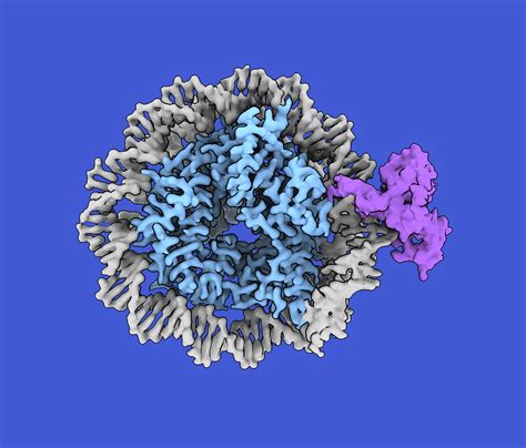 The Rockefeller University Second Genetic Sensor For Dna Methylation