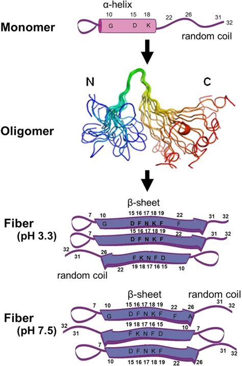Calcitonin Structure