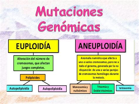 Mutaciones Y Sus Tipos Pptx