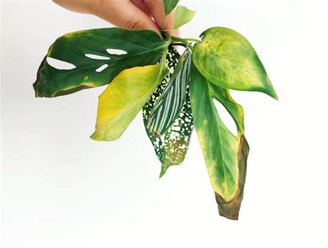 Common Leaf Problems With Houseplants Botanical Brunette