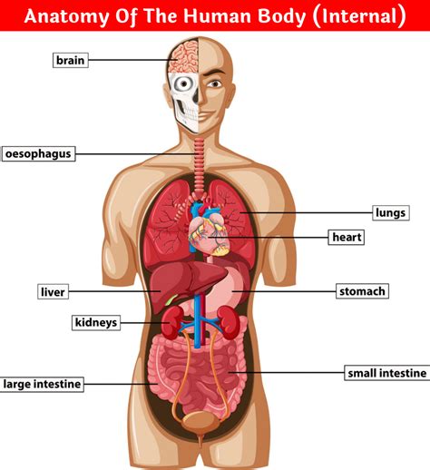 Anatomy Body Structure Body Structure Anatomy And Physiology Flashcards