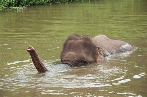 Schwimmer Welche Tiere Fühlen Sich Im Wasser Wohl Deine Tiere