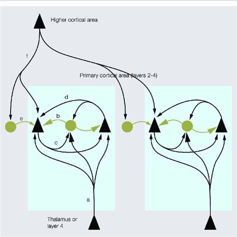 Six Distinct Morphological Types Of Interneurons Diagrams Showing Download Scientific
