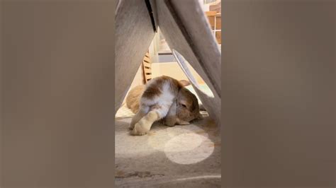 兔子 萌宠 毛茸茸 呆萌呆萌 乖巧 Youtube