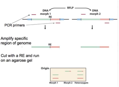 Genetic Technology And Bioinformatic Bacterial And Viral Genetic Information Flashcards Quizlet
