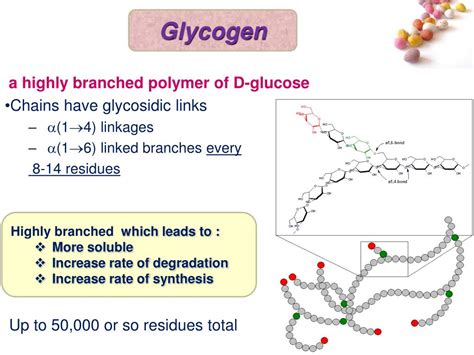 Ppt Glycogen Metabolism Powerpoint Presentation Free Download Id