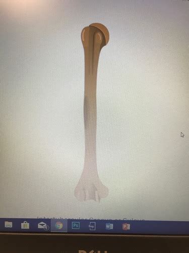 Bones Flashcards Quizlet