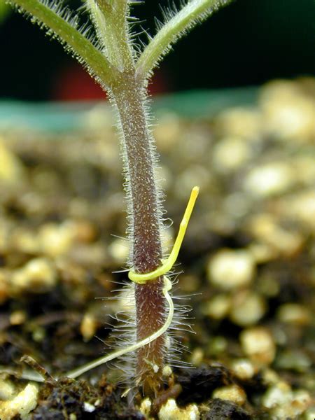 Devious Dodder Vine Sniffs Out Its Victims Npr