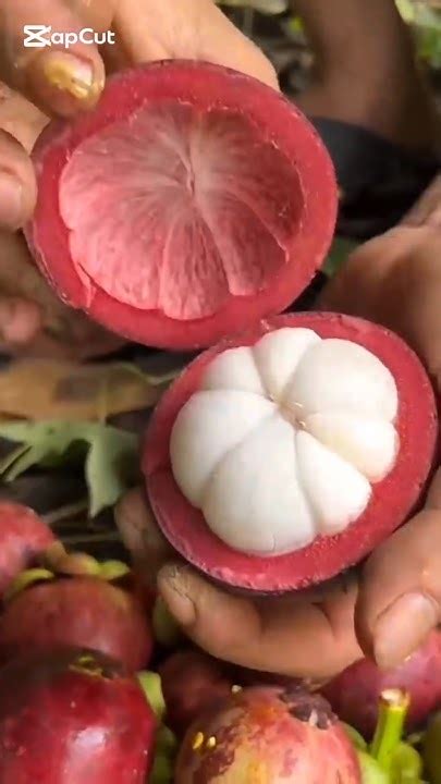 Meyvelerin Kraliçesini öğrenmek Ister Misiniz Biyoloji Tropikal Meyve Youtube