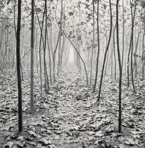 John Sexton Forest In Mist Xian China 1984 Artsy