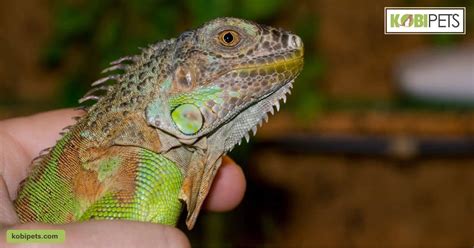 Exotic Pet Ownership Is It Ethical Kobi Pets