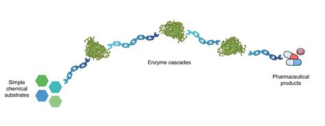 Understanding Emergent Capabilities In Llms Lessons From Biological