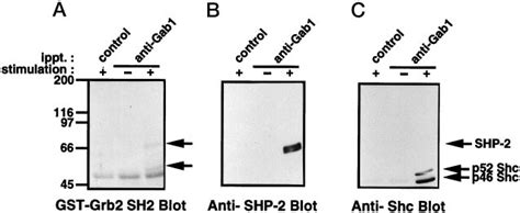 The Grb2 Sh2 Domain Binds To Gab1 Associated Shp 2 And Shc Ramos Cells