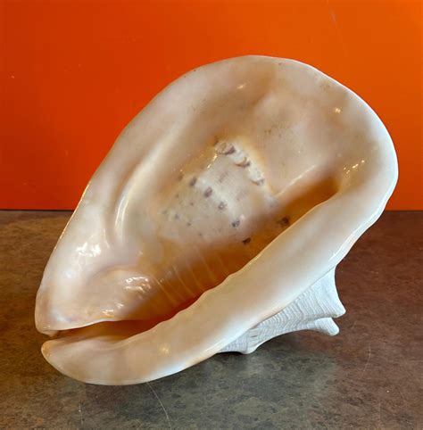 Massive Conch Shell At 1stdibs How Much Is A Conch Shell Worth How