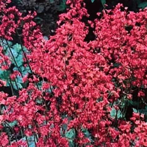 Heuchera Ruby Bells