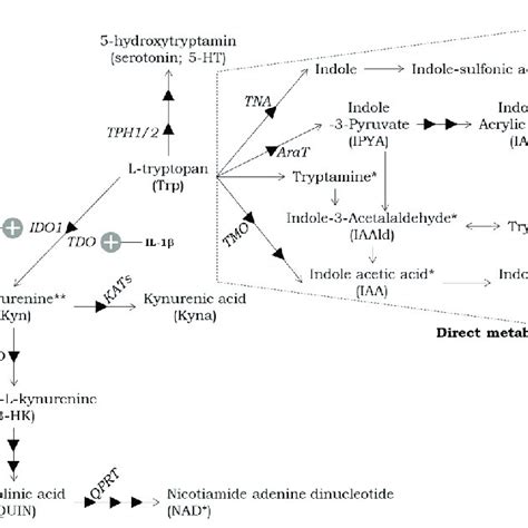Simplified Diagram Of The Tryptophan Trp Metabolism Through Serotonin Download Scientific