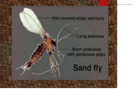 Morphology Lifecycle Diseases Control Of Sandfly Zoology Stuvia Us