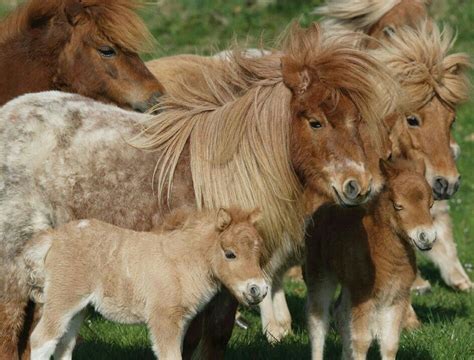 A Small Herd Of Shetland Ponies How Cute Is That All The Pretty