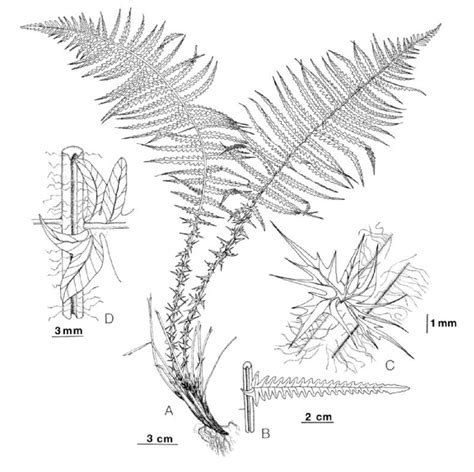 Amauropelta Basisceletica A Habit Based On Ekman 5188 B Pinna C