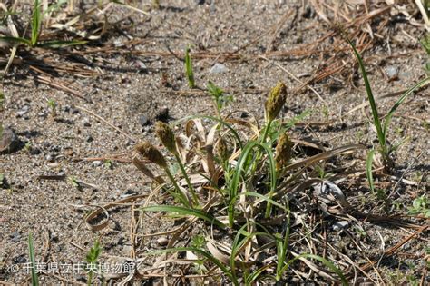 生態園の自然コウボウムギ