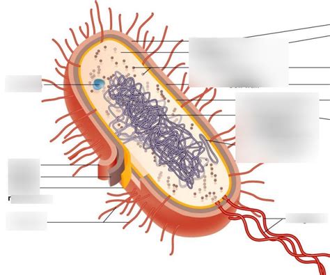 Bacteria Structure Diagram Quizlet