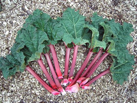 Benefits Of Rhubarb Healthtian