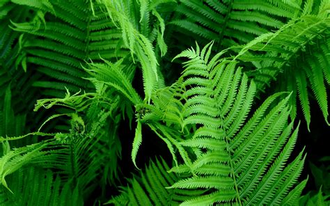 Папоротник фон - 67 фото