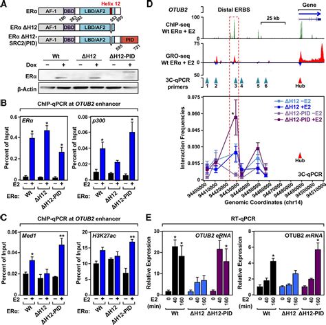Dynamic assembly and activation of estrogen receptor α enhancers through coregulator switching