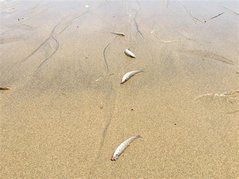 三重県津の浜で投げキス釣り フィッシング遊
