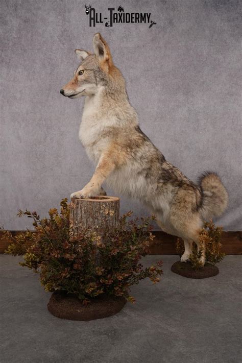 Full Body Coyote Taxidermy Mount Sku 2675 All Taxidermy