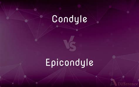 Exploring The Functions Of Condyles And Epicondyles In The Human Body