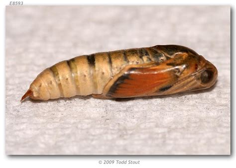 Pseudocopaeodes E Eunus Immatures