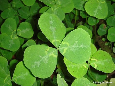 Phil Bendle Collectionparochetus Communis Shamrock Pea Citscihub