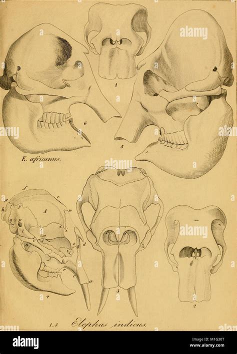 Anatomia Mammalium 1845 Focuses On The Anatomy Of Mammals