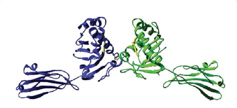 Hla B27 Heavy Chain Homodimer Formation With A Disulfide Bond At Download Scientific Diagram