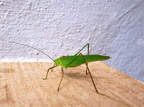 Grasshopper On A Wooden Surface Closeup Stock Image Image Of Leaf