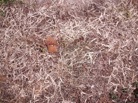 Free Picture Brown Dead Grass Weeds Leaves