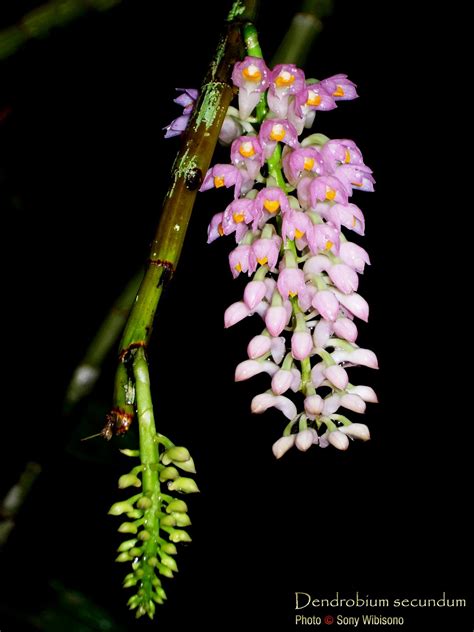 Sony Wibisono Orchids Dendrobium Secundum [bl ] Lindl 1828