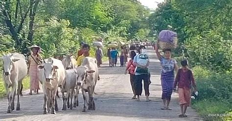 ယင်းမာပင်ဒေသခံများ၏ ကြက်သွန်နီများကို စစ်တပ်က ယူသွား၊ ပုလဲဒေသခံ ၅ ၀၀၀ ကျော် စစ်ရှောင်