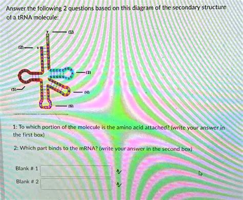 Answer The Following 2 Questions Based On This Diagram Of The Secondary Structure Of A Trna