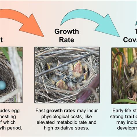 Theoretical Framework For How Nest Predation Pressure Can Impact Growth