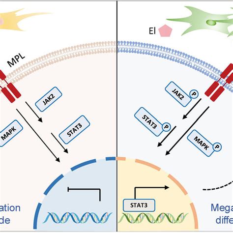 Schematic Depiction Of MSCs El Mediated CML Cells Differentiation CML Download Scientific