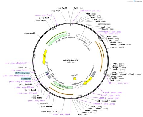 Addgene Pcdna3 Luxofp