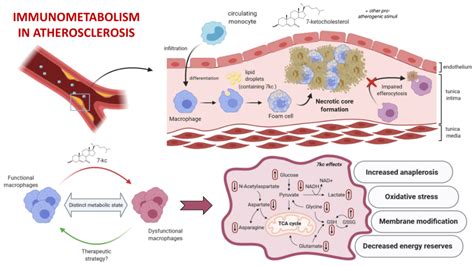PDF Immunometabolism In Atherosclerosis