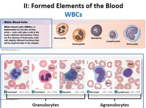 APII Ch Lab PPT Q S Flashcards Quizlet