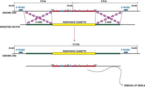 Biofreaks Biochemistry Blog Vbeta Ggs Live Gene Targeting