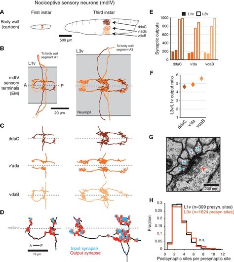 Figures And Data In Conserved Neural Circuit Structure Across Drosophila Larval Development