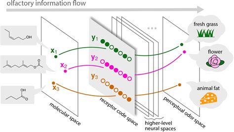 Olfactory Receptors Diagram